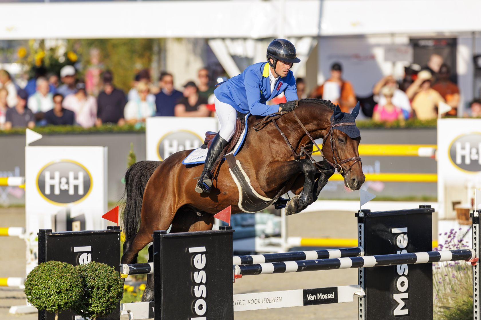 DOMINATOR 2000 Z - A phenomenal phenomenon! | Studfarm Zangersheide